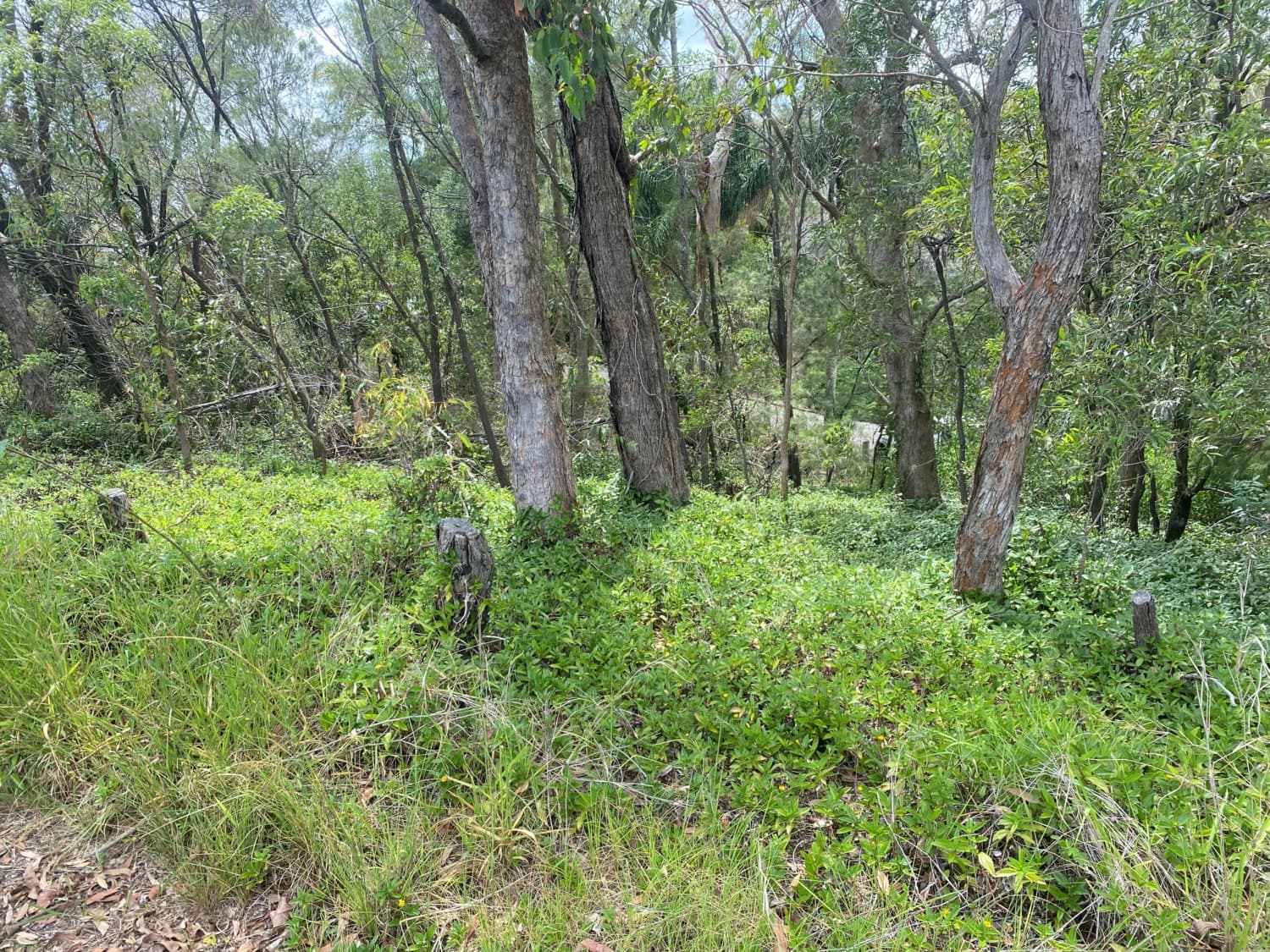 Weed Survey and Control Recommendations - Biodiverse Environmental