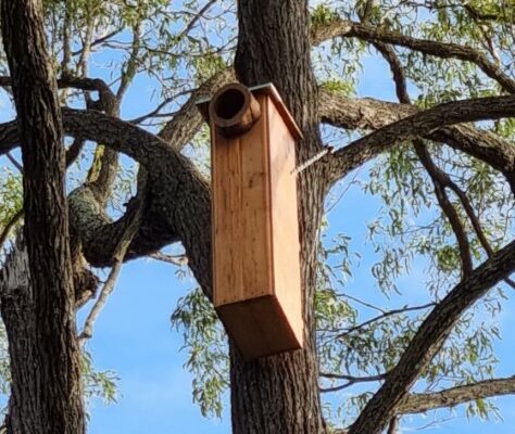 Nest Boxes for wildlife birds - Biodiverse Environmental