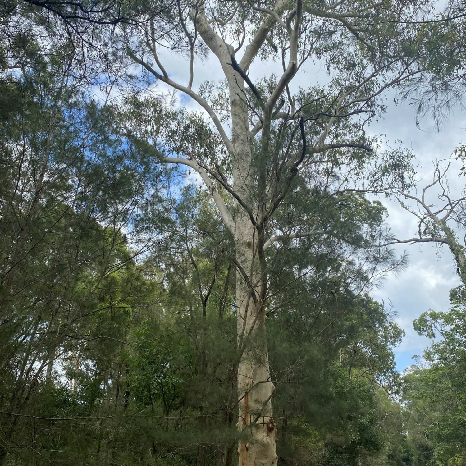 Water Pipeline Infrastructure Tree Assessment - Biodiverse Environmental