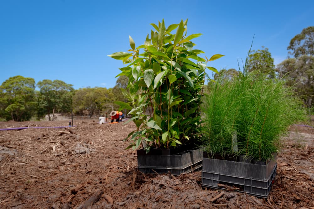 Soil Translocation & Revegetation Project - Biodiverse Environmental