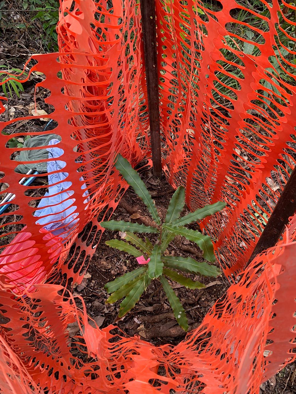 Bush Regeneration - Biodiverse Environmental