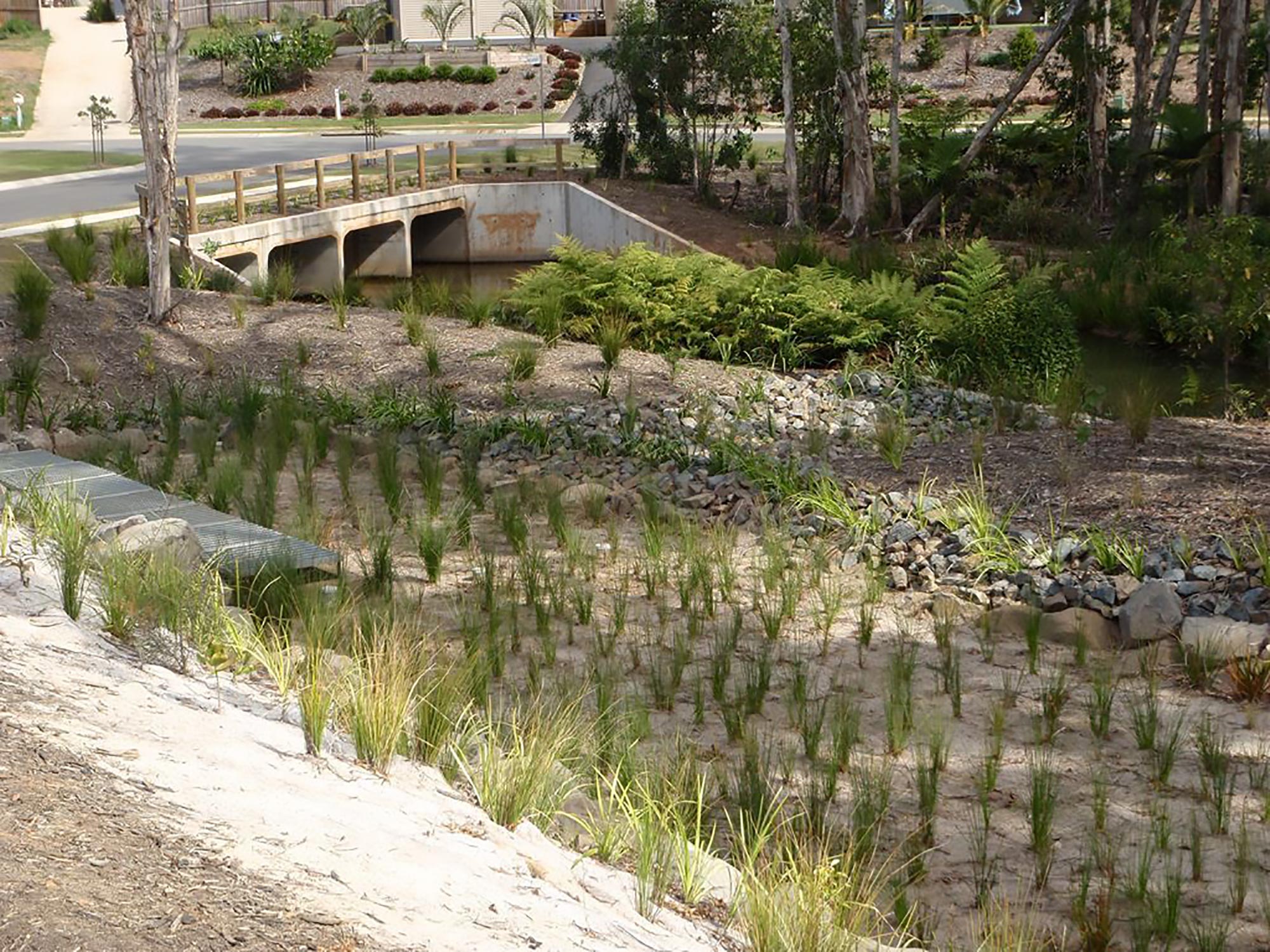 Bush Regeneration - Biodiverse Environmental