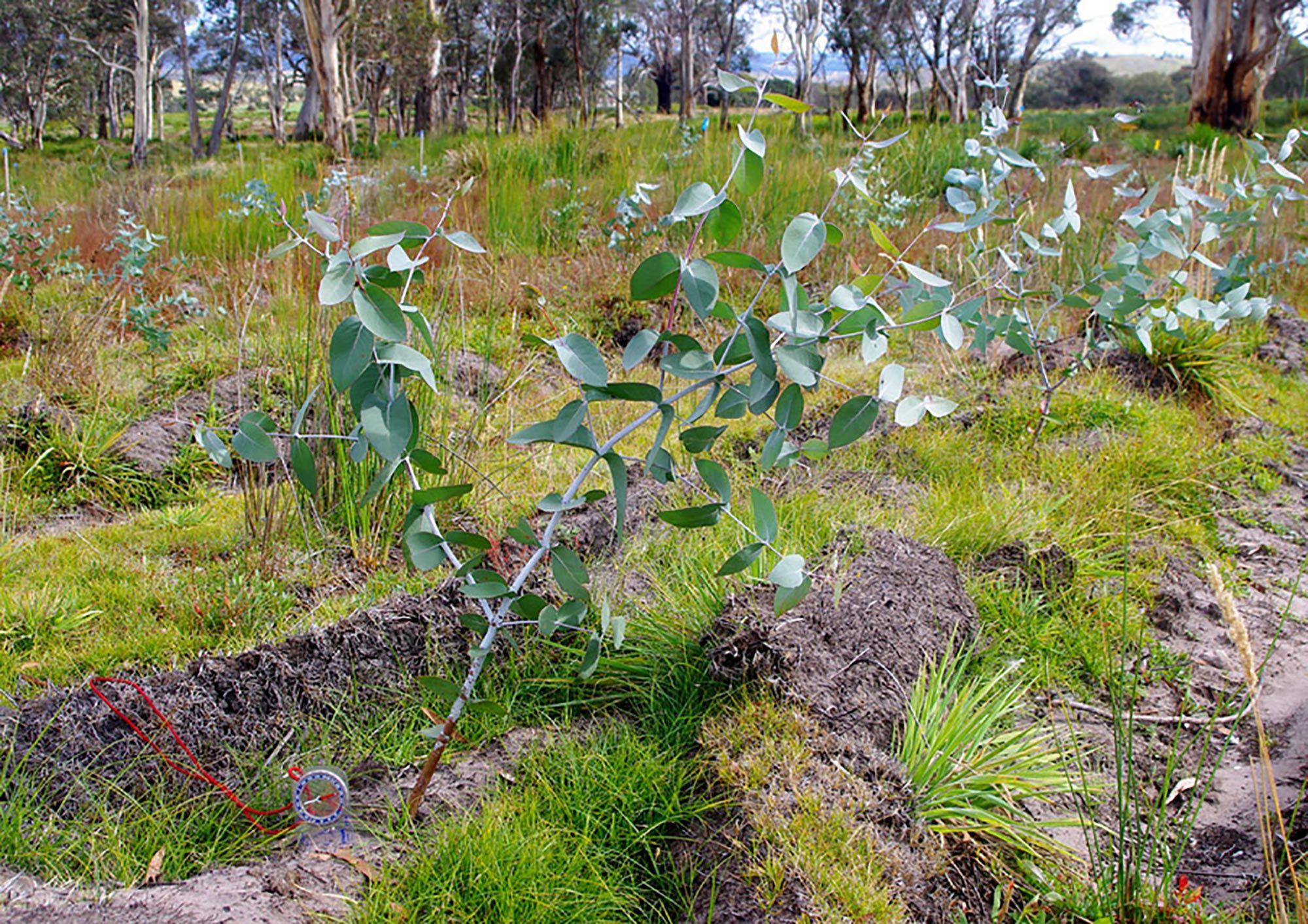 Bush Regeneration - Biodiverse Environmental