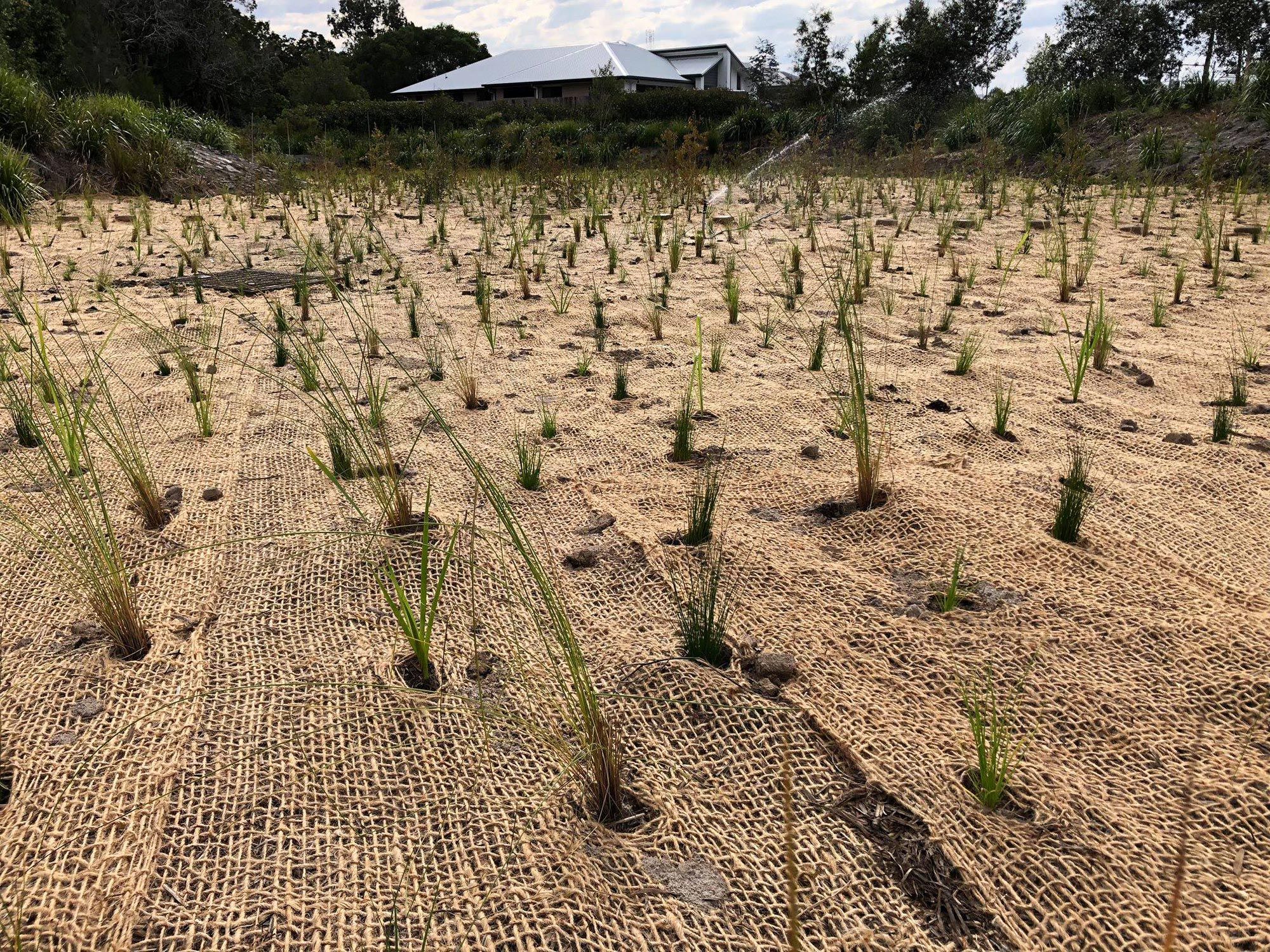 Bush Regeneration - Biodiverse Environmental