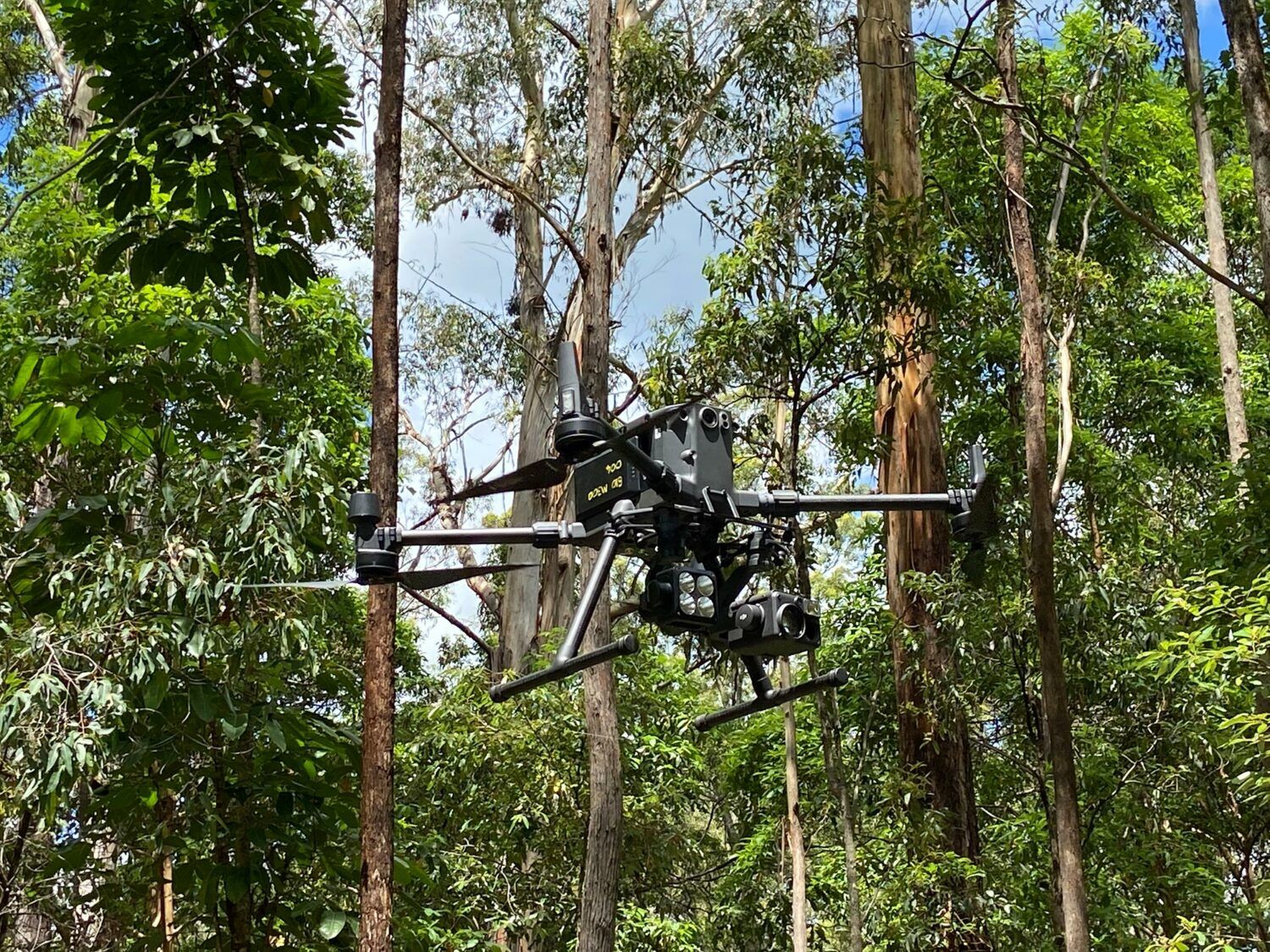 Koala Thermal Drone Survey - Biodiverse Environmental