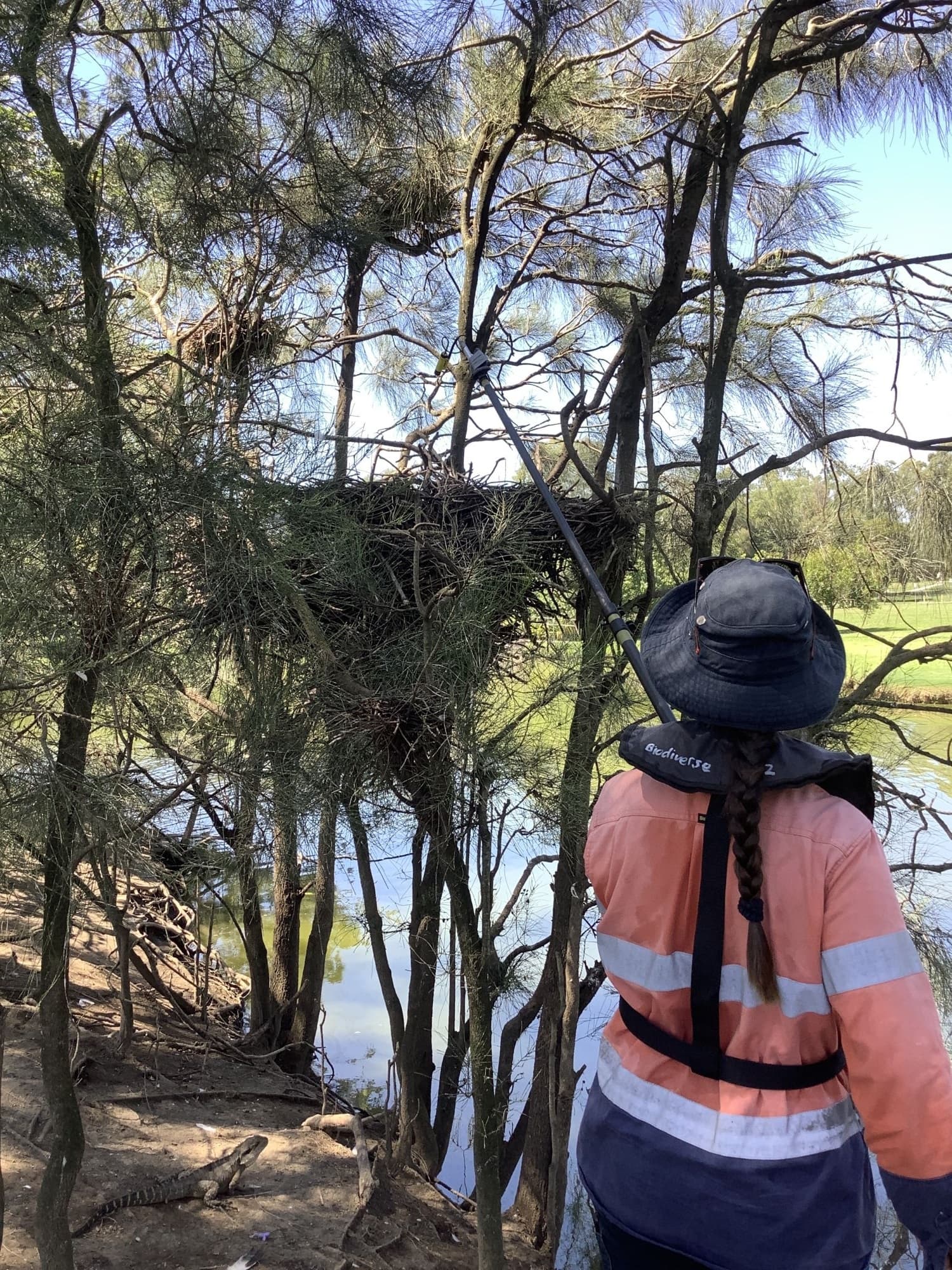 Ibis Management - Biodiverse Environmental