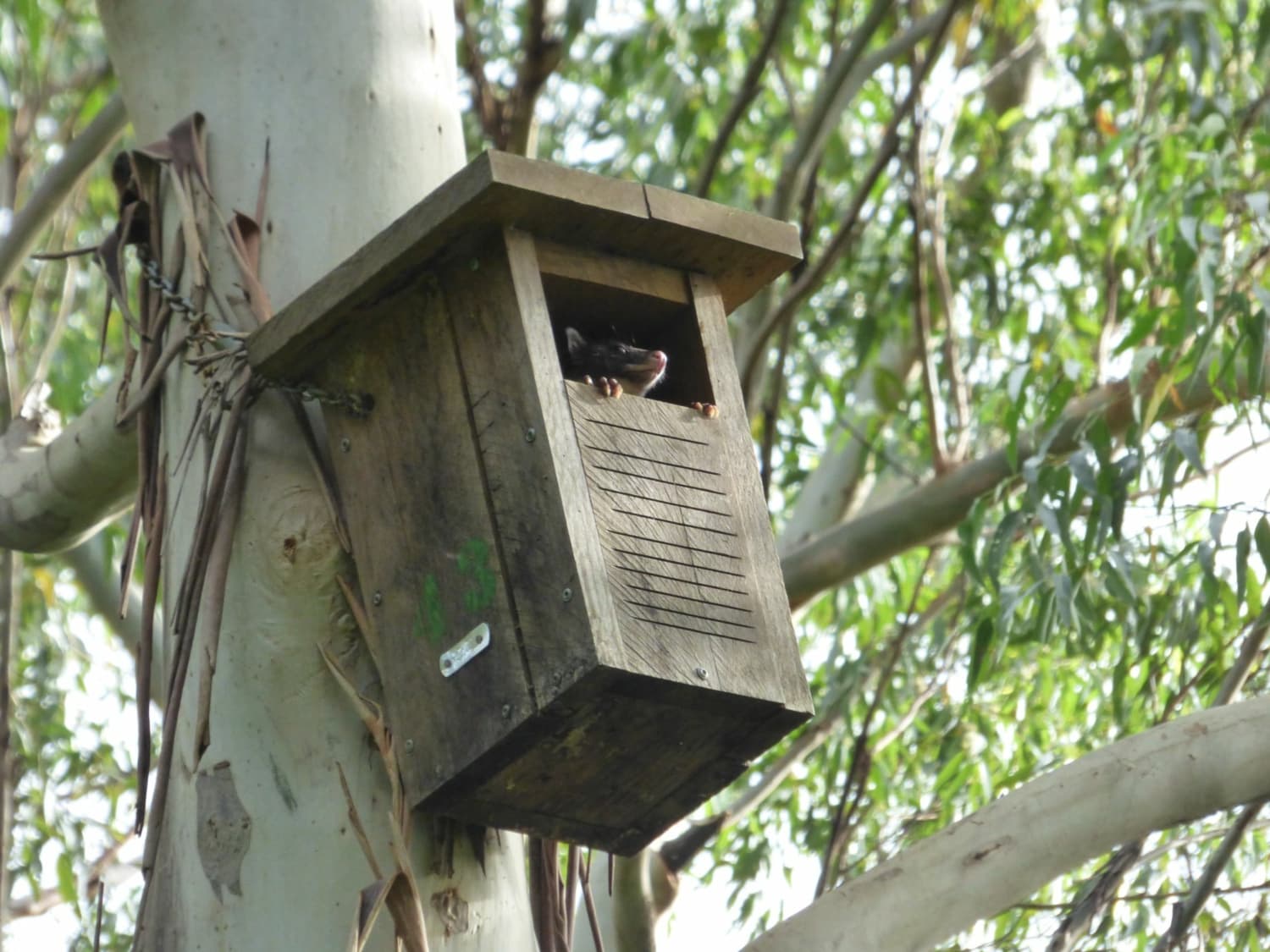 Collaborative Nest Box Project - Biodiverse Environmental