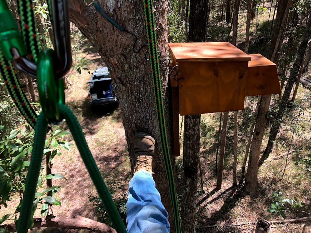 Nest Boxes for wildlife birds - Biodiverse Environmental