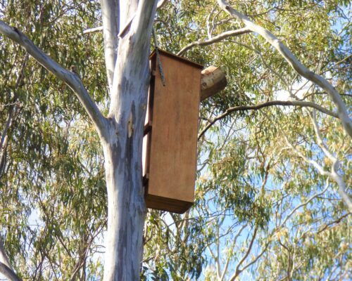 Nest Boxes for wildlife birds - Biodiverse Environmental