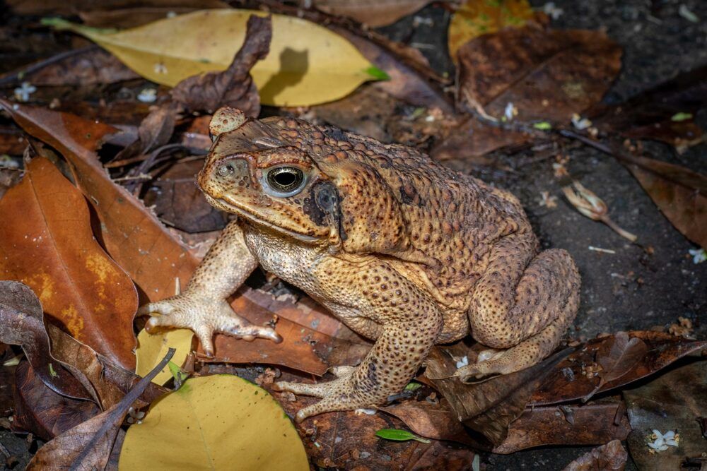 Pest Animal Management Services - Biodiverse Environmental