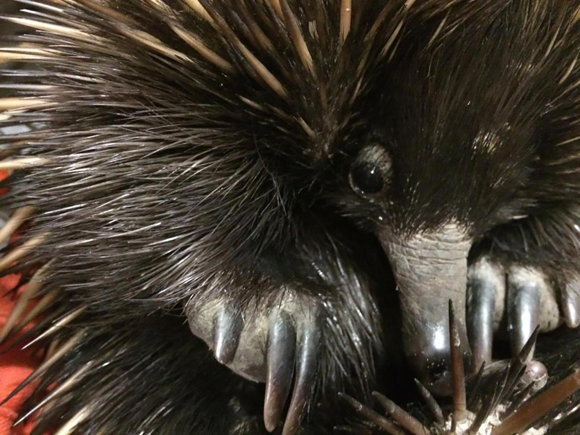 Threatened Species Management - Biodiverse Environmental